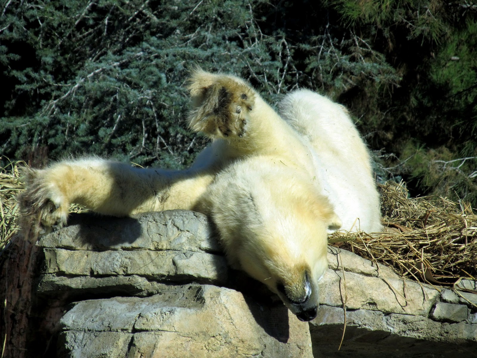 Life with Dylan: Morning stretches with Tatqiq at the San Diego Zoo