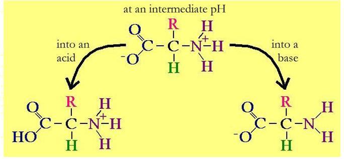 Poorveez Paradyz:Medimuseion : Phosphate buffer and protein buffers