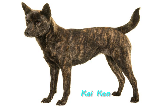 Perro japonés Kai Ken - · Puro Perros