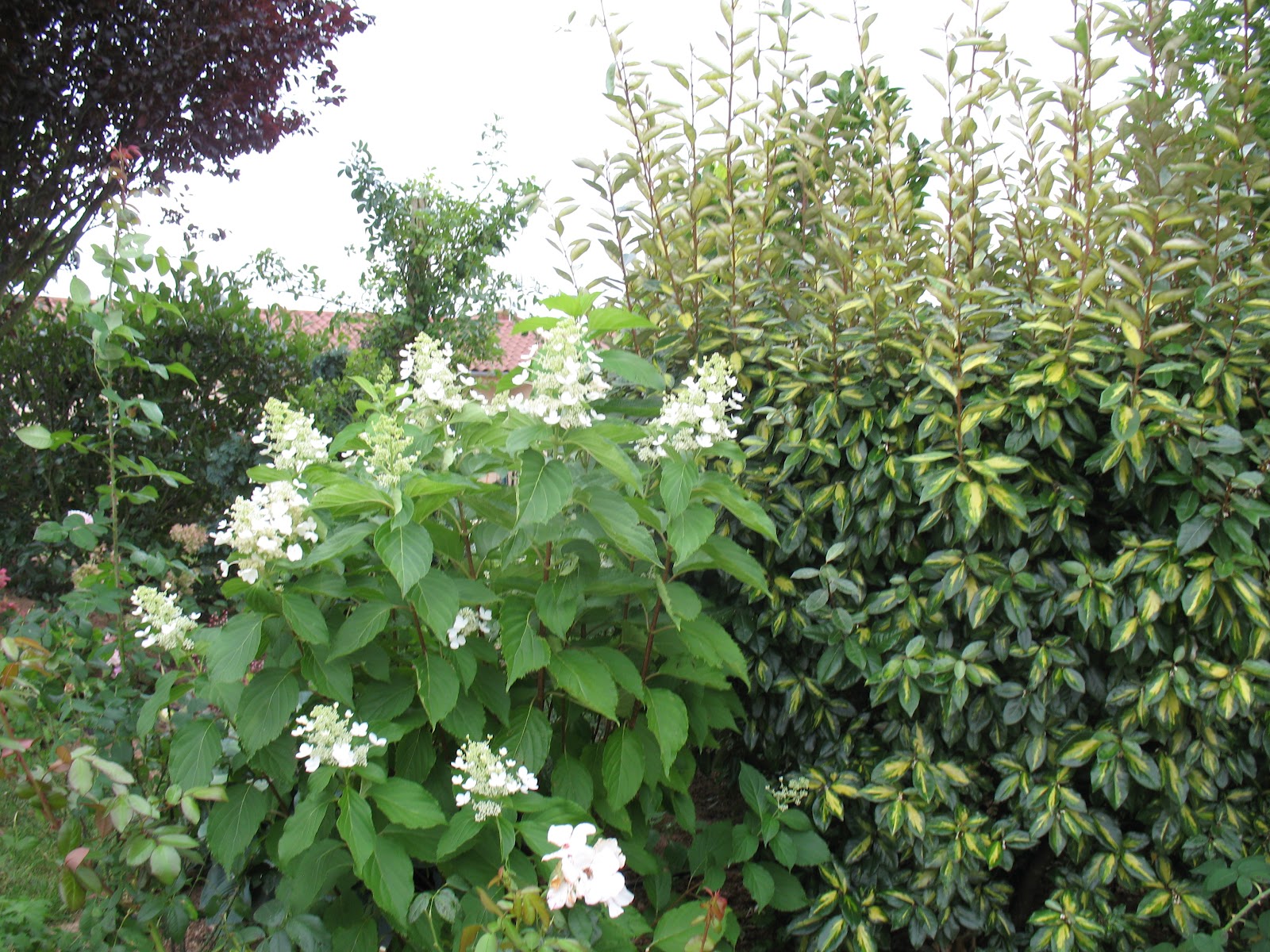 Roses du jardin Chêneland: Hydrangéa paniculata "Papillon"