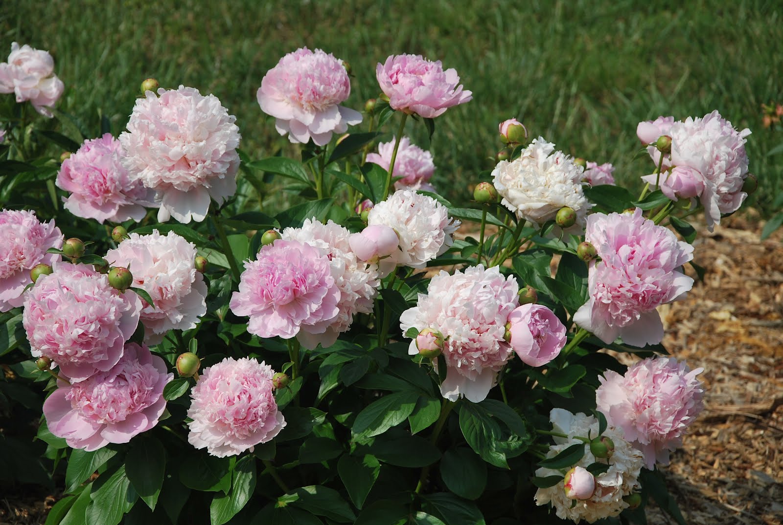 Southern Peony: 2012 Peony 'Angel Cheeks' Best Performer - Week 6