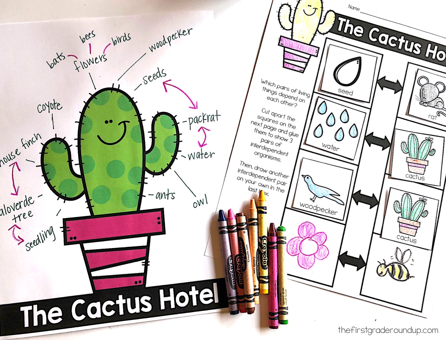 Ecosystems and a Cactus Craft - The First Grade Roundup