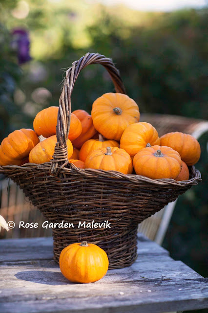 ROSE GARDEN Malevik: Rosor och Pumpor ~ Roses and Pumpkins