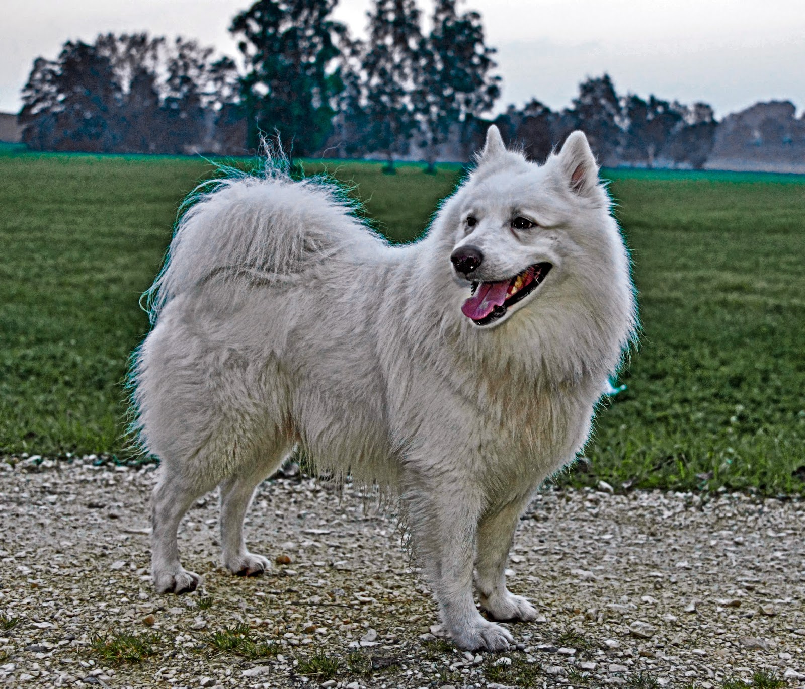 Unser Großspitz als Deckrüde