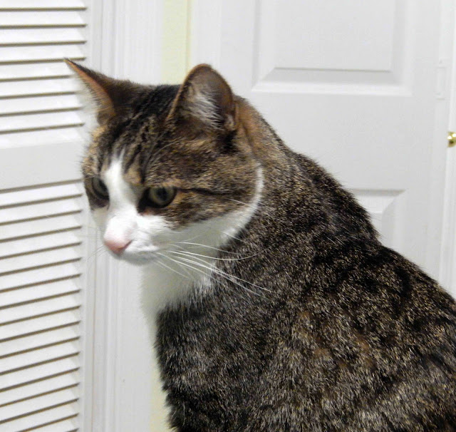 Cat Patches: Freeze, Froze, Frozen, Freezing