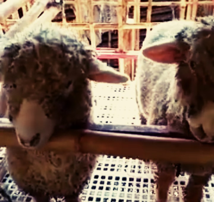 Cara mudah ternak kambing domba : MENGENAL DOMBA MERINO