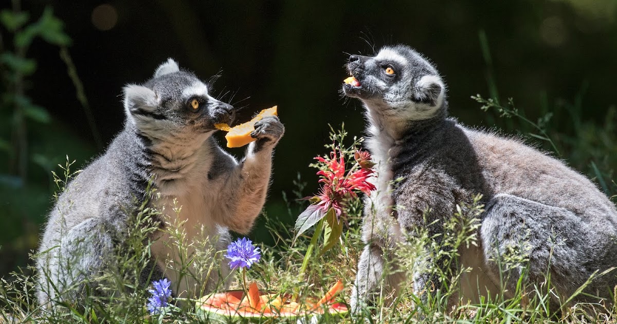 Woodland Park Zoo Blog