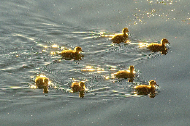 The Ducklings of Spring | The Ark In Space