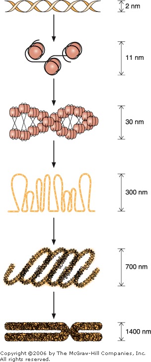 De Histology: Chromatin