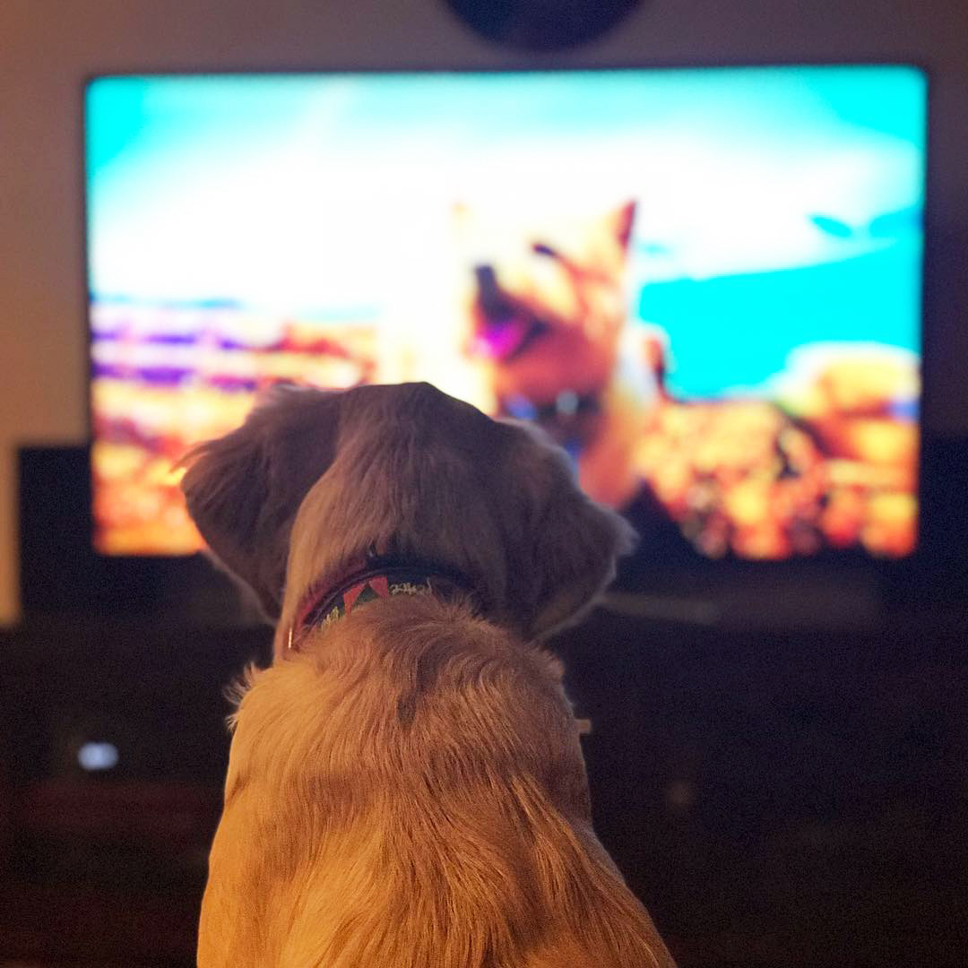 DOGTV offers hours of entertainment for Aussie pooches | Australian Dog ...