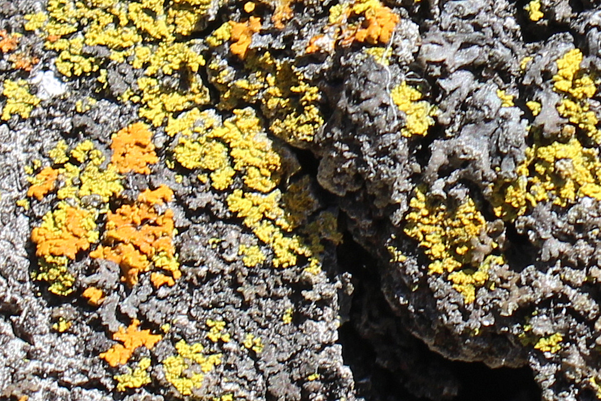 Assiniboine Forest Plant Life: Lichens in the Assiniboine Forest