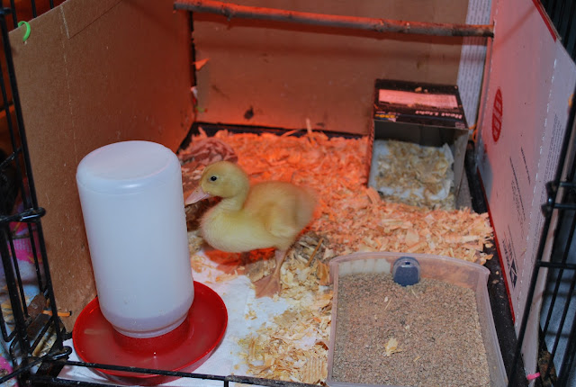 Brooder Basics, exactly what you need to raise chicks - Murano Chicken Farm