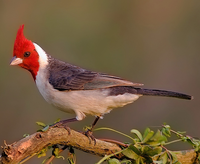 Birds of the World: Red-crested cardinal