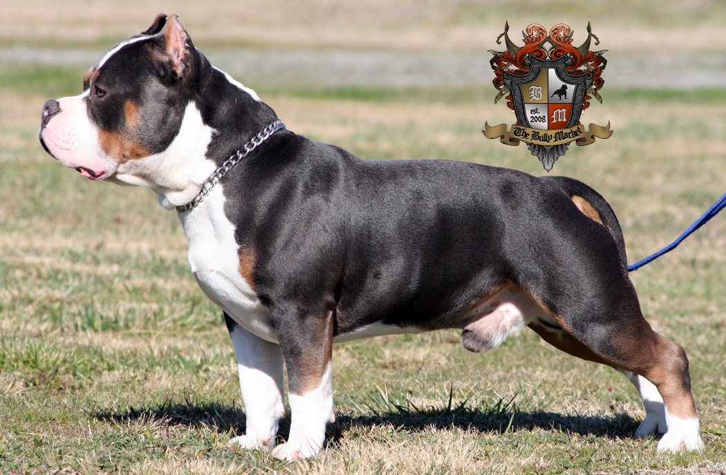 Fugly Dog of the Day: The Good