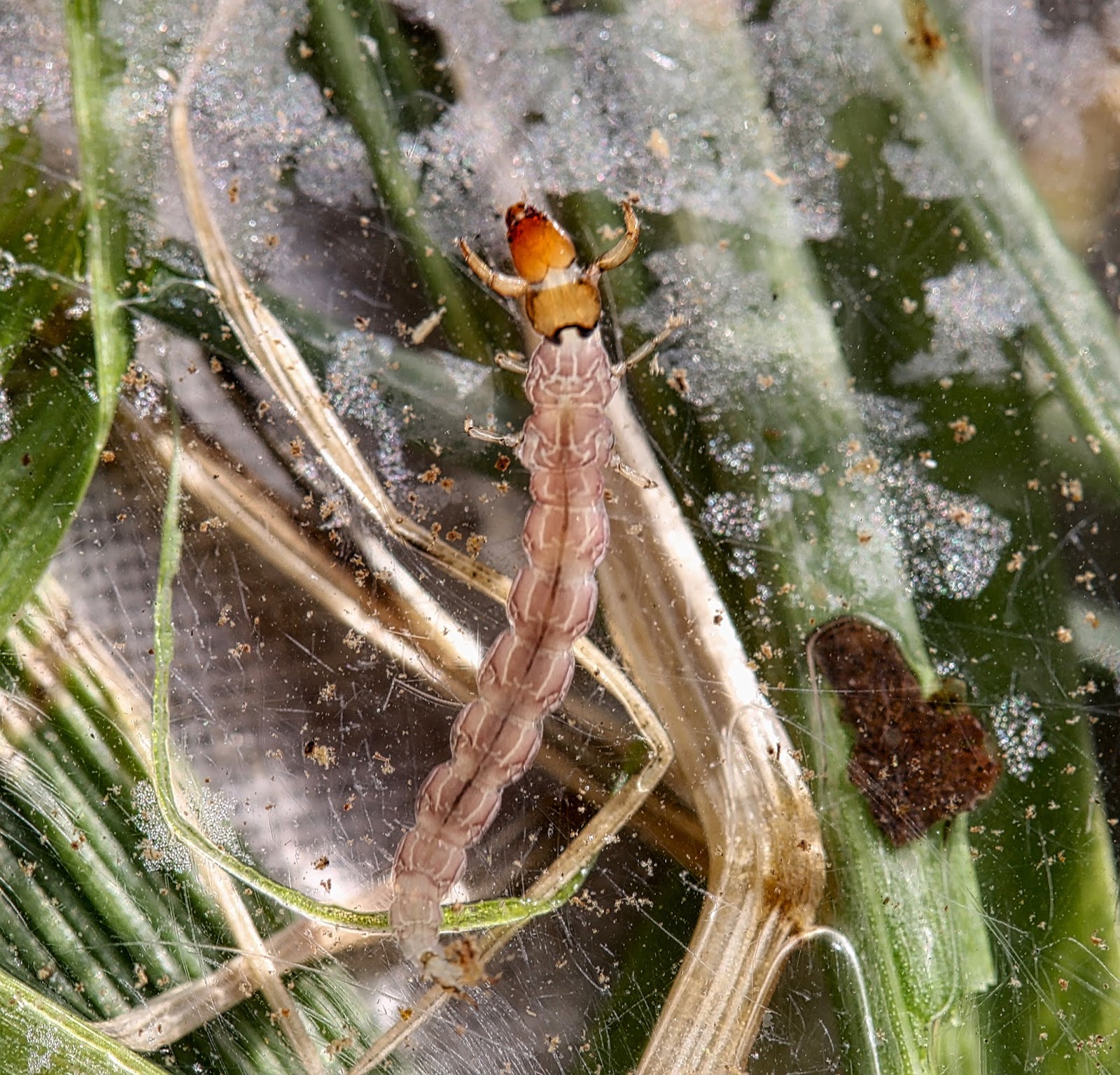 Aquatic Insects of Central Virginia: January 2019