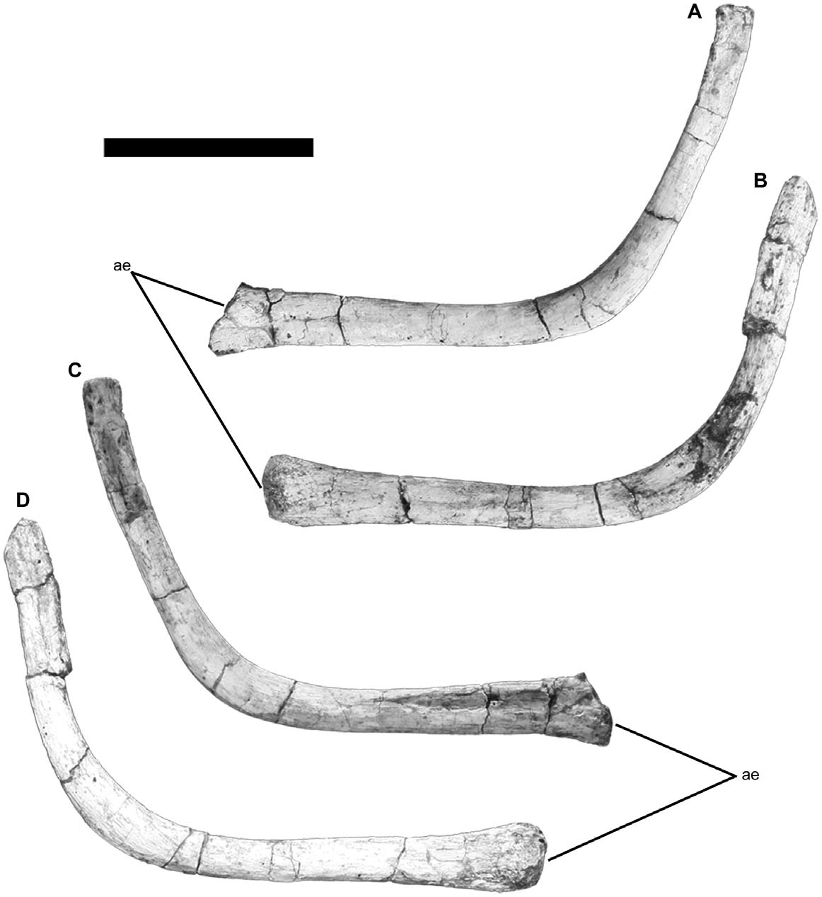 Equatorial Minnesota: Your Friends The Titanosaurs, part 29 ...