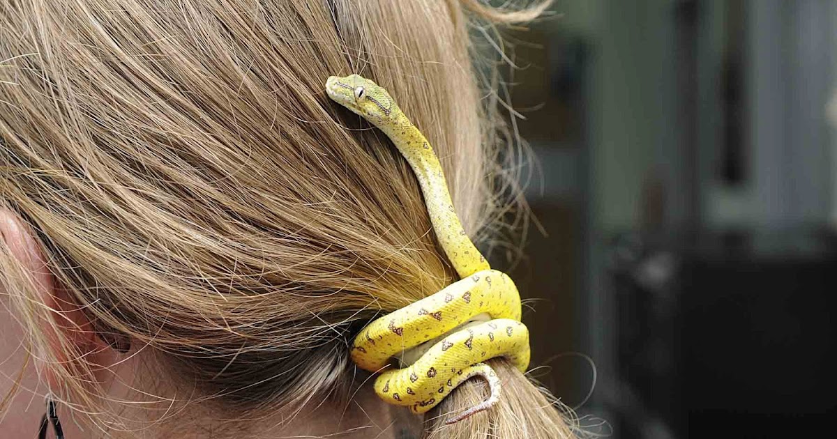 Small Animal Talk: World’s cutest python
