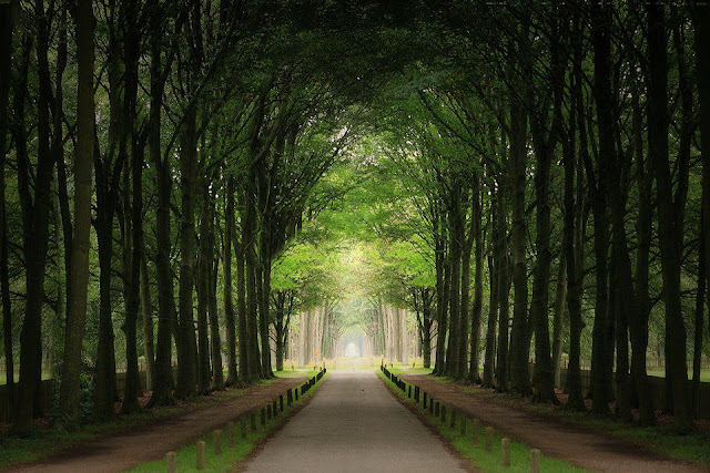 Amazing Tree Lined Path - azee