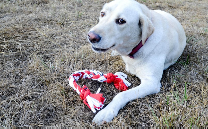 Becky Cooks Lightly 12 Homemade Dog Chew Toys Treats becky-cooks-lightly-12-homemade-dog-chew-toys-treats