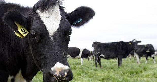 Hipokalsemia (milk fever) pada Sapi