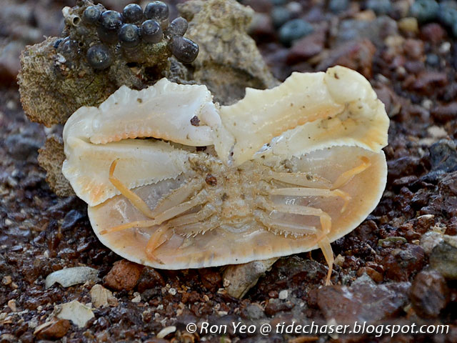 tHE tiDE cHAsER: Elbow Crabs (Phylum Arthropoda: Family Parthenopidae ...