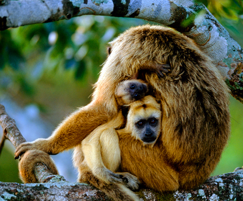 Lumea Animalelor: Maimuta