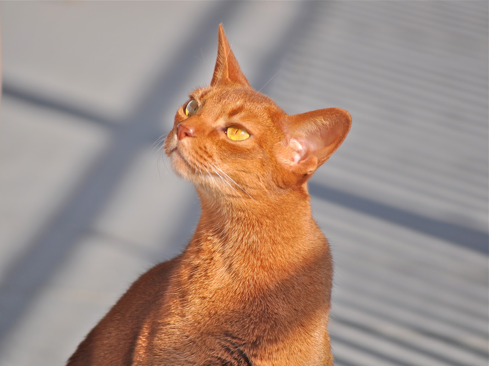 free quizzical red cat picture - freebie - Cat Images Free