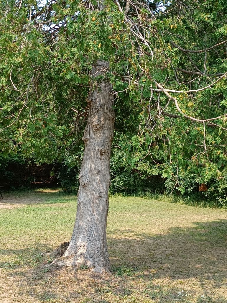 Future Plants by Randy Stewart: Thuja - Arborvitaes