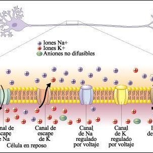 La Neurona y su Funcionamiento