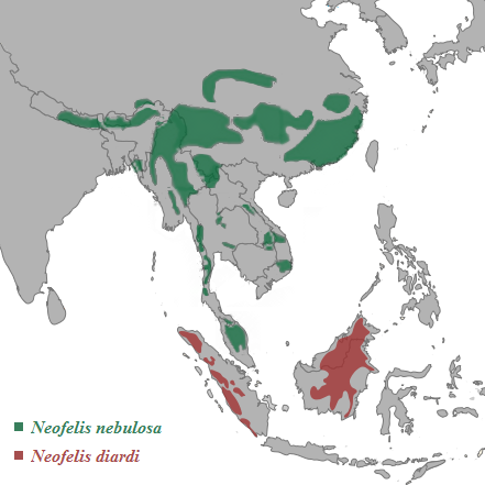 Geografika Nusantara: The Clouded Leopard's Secret...