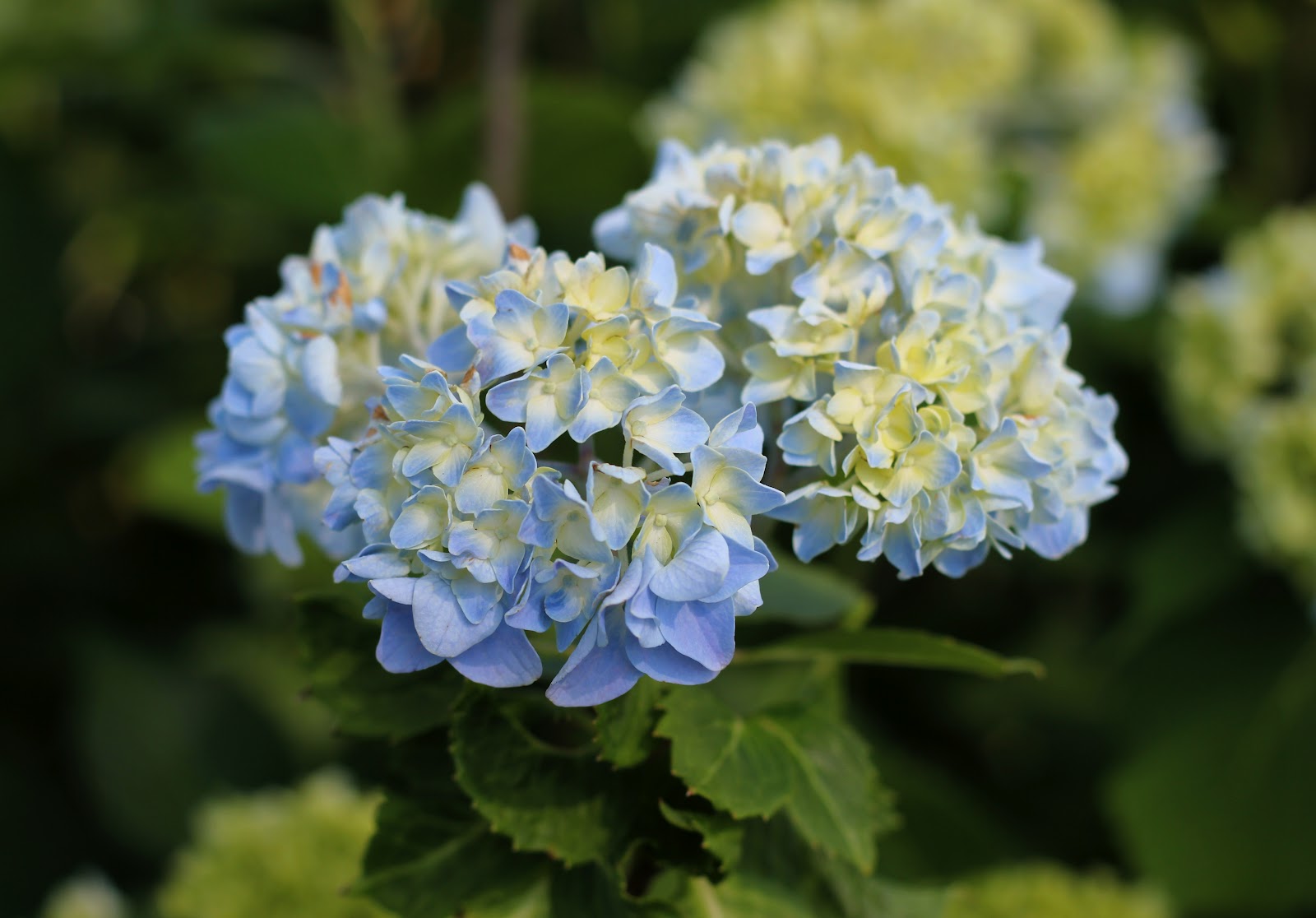 bleu hydrangea: Transformation of a Garden and a Self
