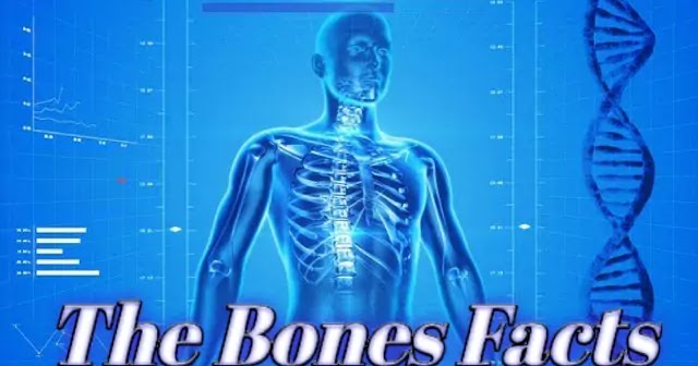 Show the ten amazing fact about bones and muscles. - Interesting and ...