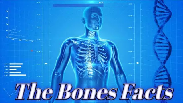 Show the ten amazing fact about bones and muscles. - Interesting and ...