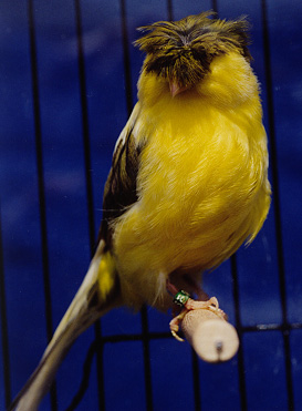 Crested Canary - MY PETS