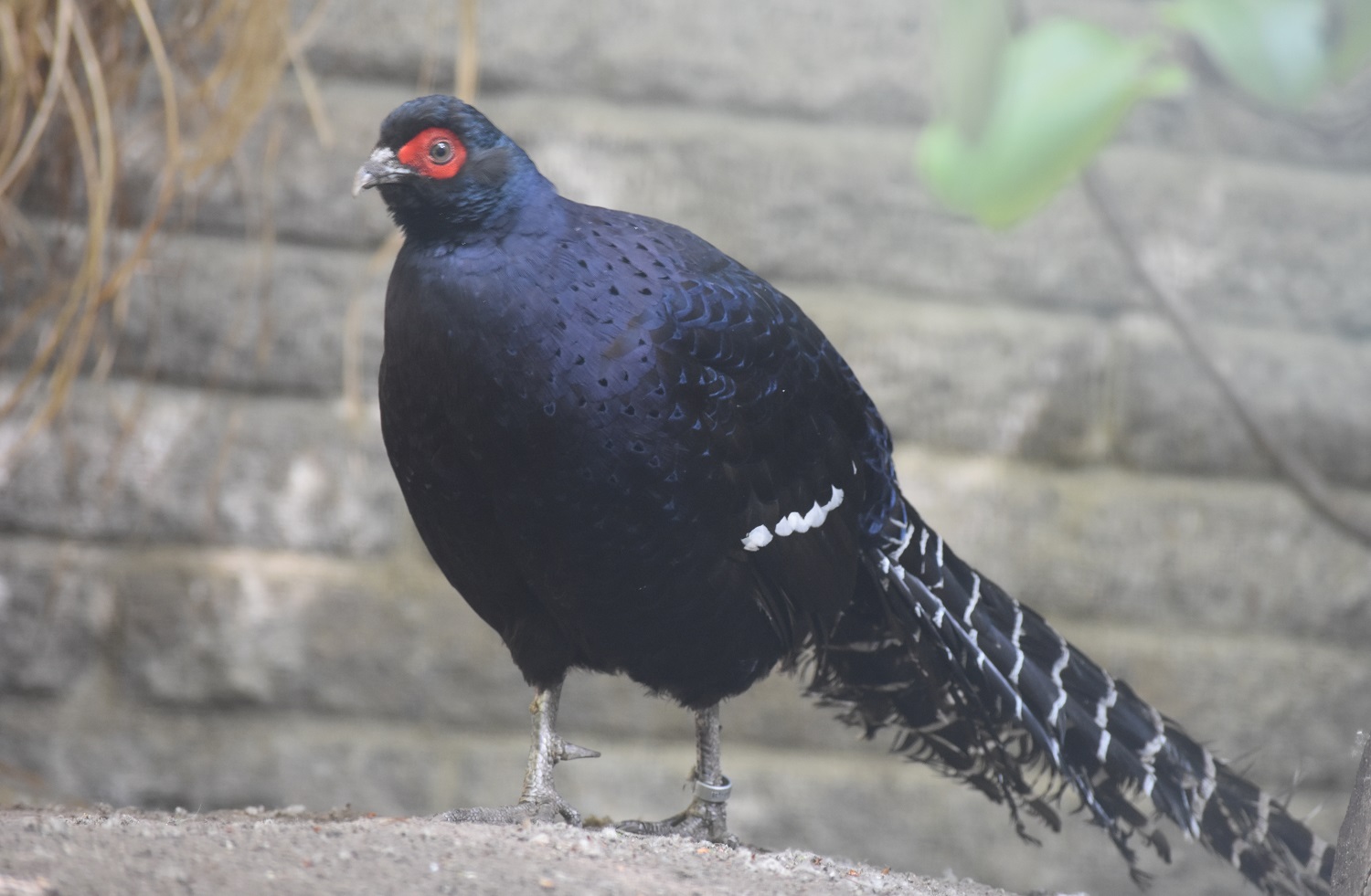 ZOOTOGRAFIANDO (6.100 ANIMALS): FAISÁN MIKADO / MIKADO PHEASANT ...