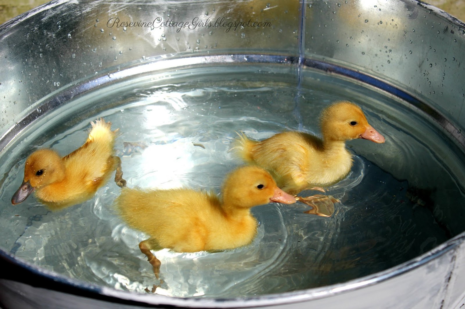 Raising Ducklings For Beginners Step By Step
