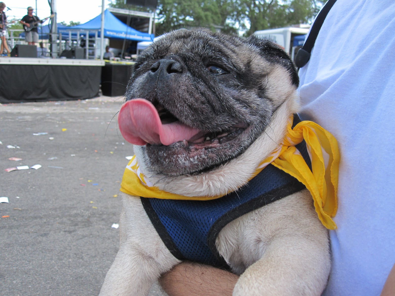 Pug - Small dog breeds - Dogs Breeds Guide