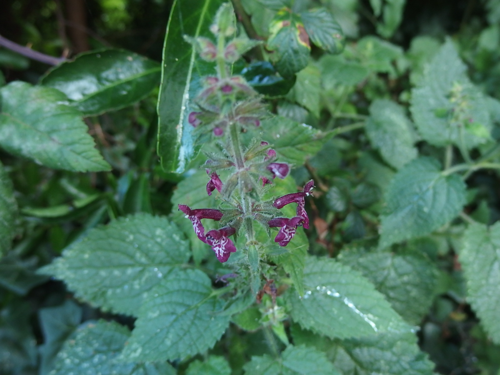 Wildflower Wednesday: Hedge woundwort