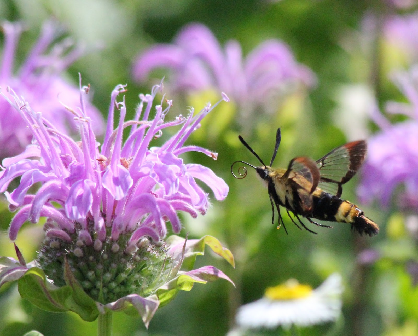 Rotary Botanical Gardens - Hort Blog: Another Scorcher