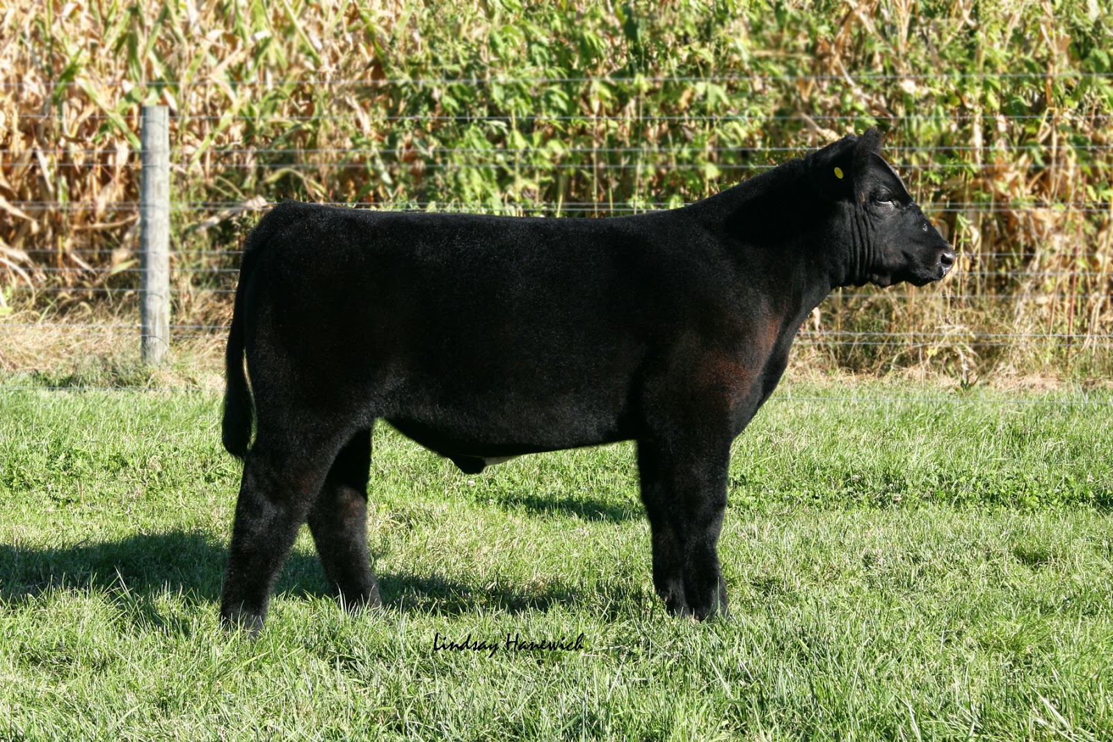 Hanewich Cattle Co.: Sold Cattle