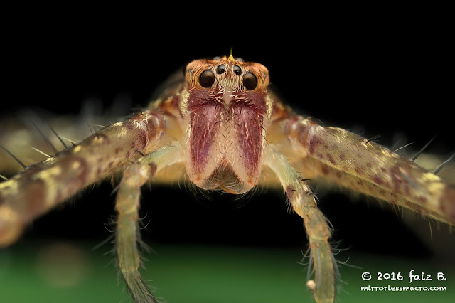 Mirrorless Macro Photography: Have I stopped going Mirrorless?