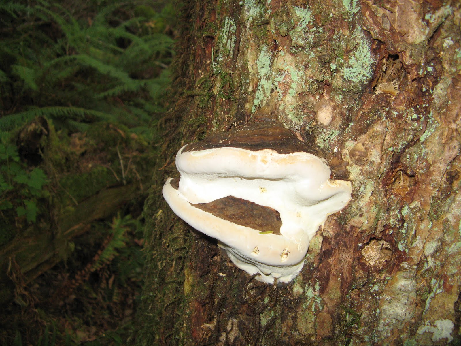 Powell River Books Blog: Coastal BC Fungi: Artist's Fungus
