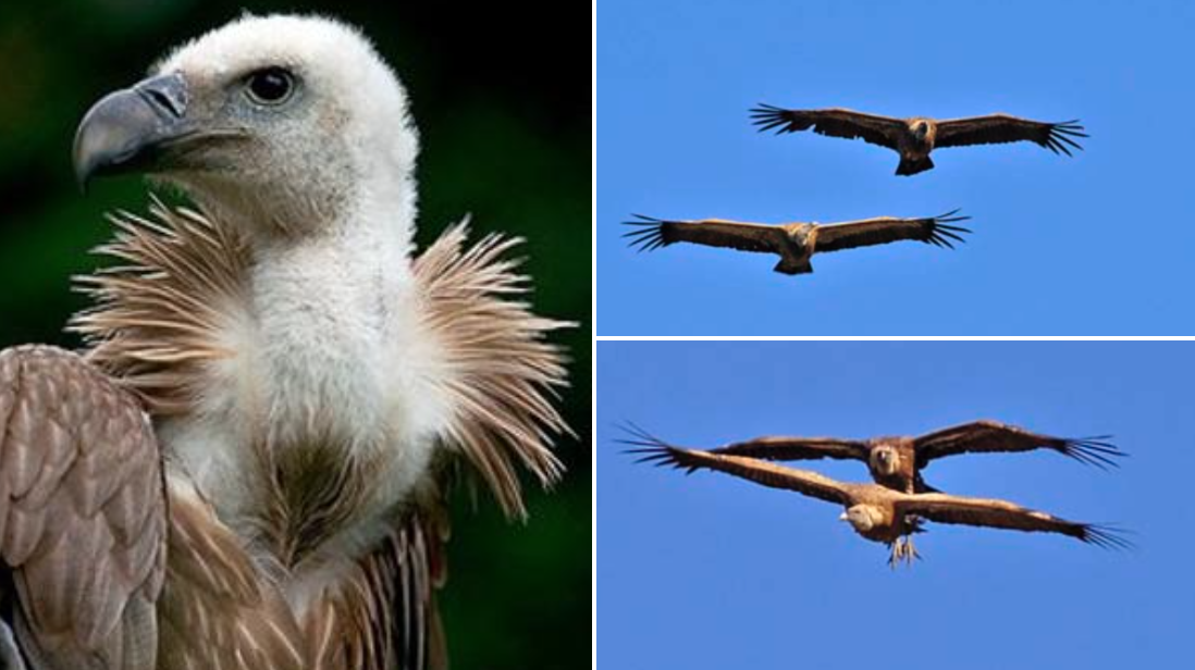 Old European culture: Abu