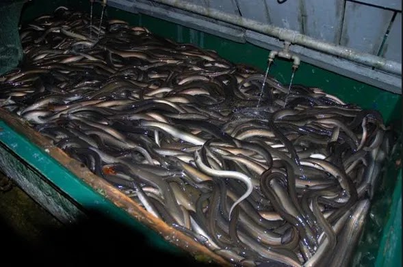 Cara Budidaya Belut Tanpa Ribet