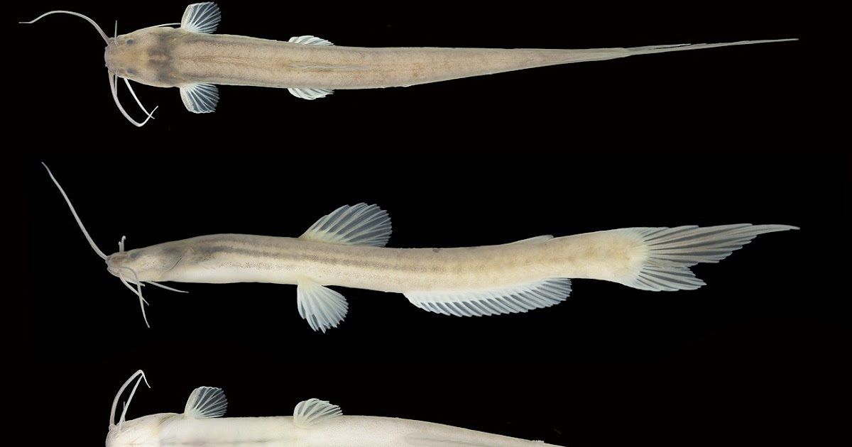 Species New to Science: [Ichthyology • 2016] Olyra praestigiosa • A New ...