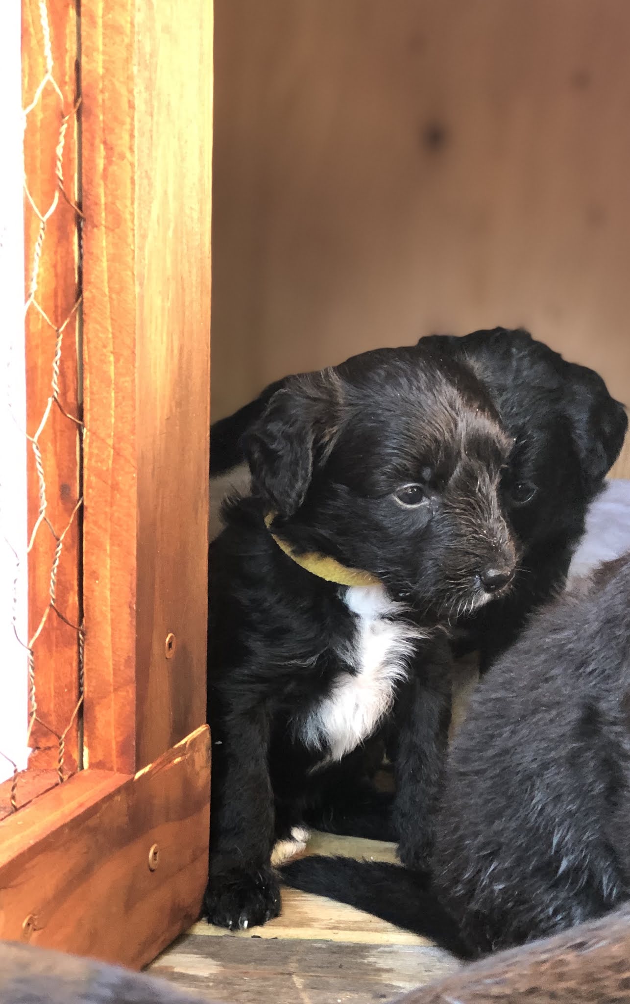 Mini-Bordoodle Pupdate: 4 weeks old . . .Wanna take a peek