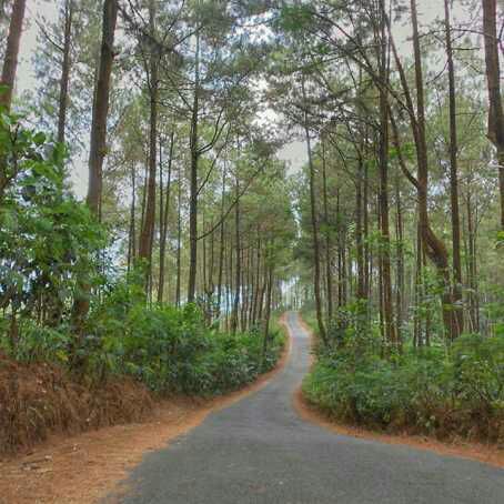 Hutan Pinus Kalilo Kaligesing, Wisata Asri di Kota Purworejo ~ Madu Gunung