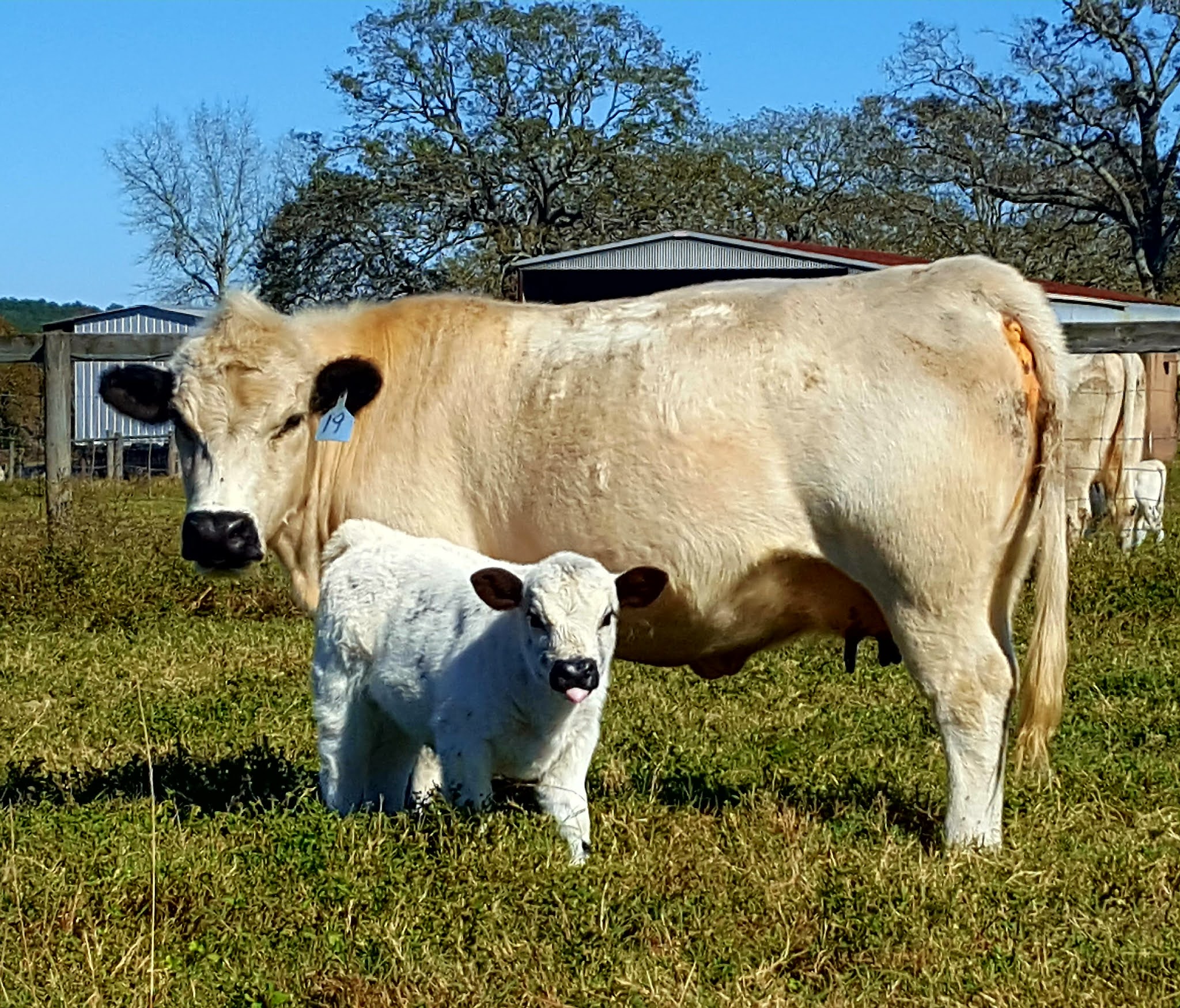 British White Cattle in Southeast Texas - JWest Cattle Company