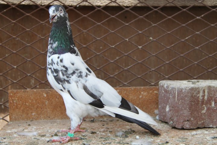Pigeons | Kabootar Baaz | Pigeons Photos: Beautiful Birds Photos ...
