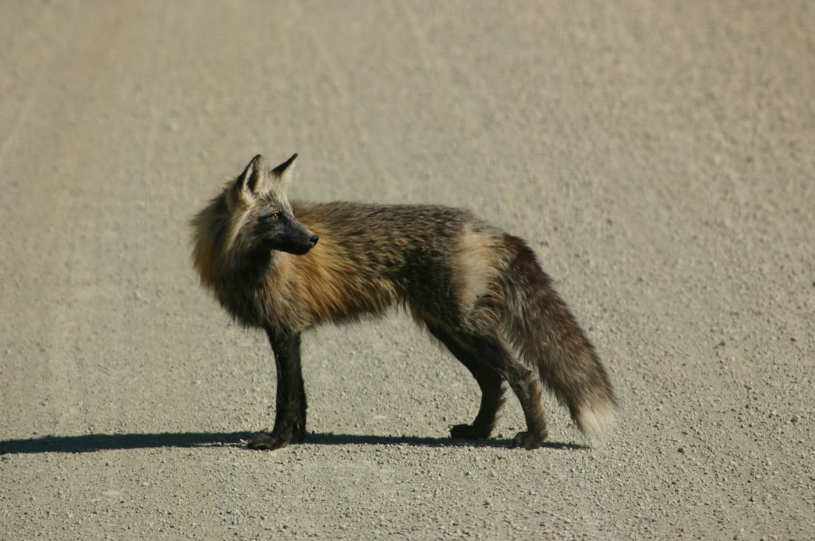 Running From Moose: Awesome: Denali National Park